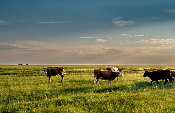 Lamipak - Brings Life to Packaging